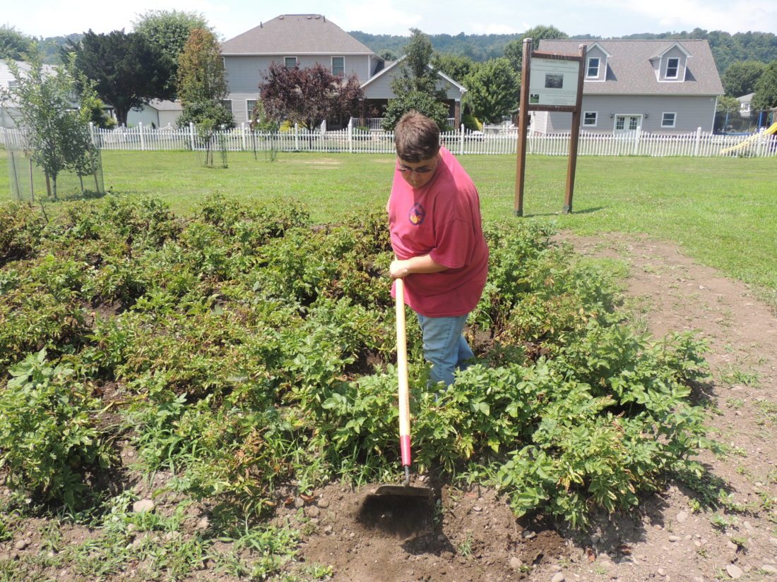 Gardening Tradition Continues at Cockayne Farmstead in Glen Dale | News ...
